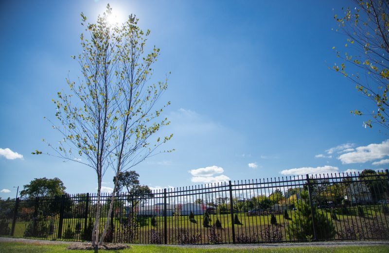 Expert Advice: Connecting with Urban Forestry Experts to Help Rebuild ...